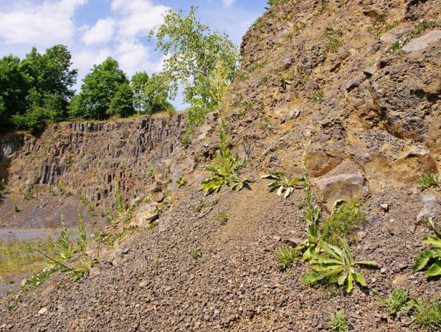 Cucullia lychnitis (Später Königskerzen-Mönch) | Landesverband Sachsen